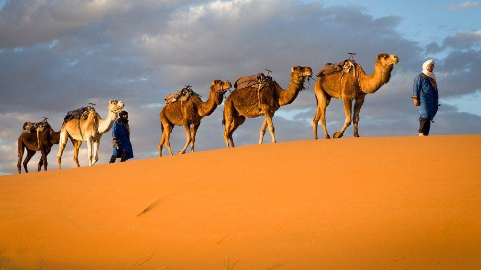What Animals Live in the Sahara Desert