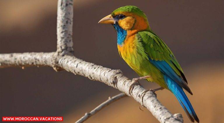 Feathered Oasis: Bird-Watching in Dades Valley
